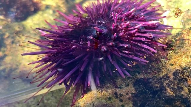 У  морского ежа нет мозга? | Чудеса сотворения - Подводный мир