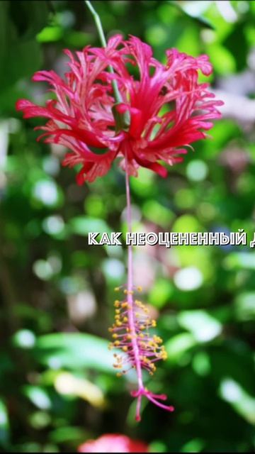 Короткие мысли вслух