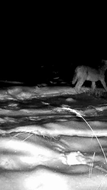 Волк попался на фотоловушку в Брянском лесу