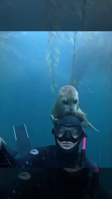 Иногда дикая природа хочет погладить тебя