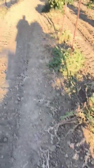 Предзаказ винограда тех сортов. Урожай август 2026. Каберне, Мерло, Шардоне