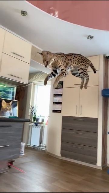 ЛЕТЯЩЕЙ ПОХОДКОЙ...