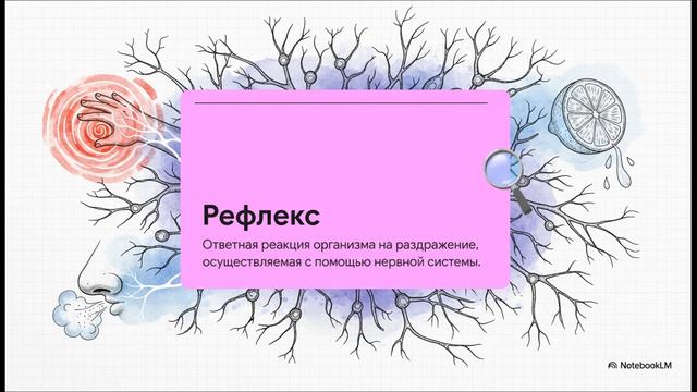 Биология 8 класс параграф 11 Координация и регуляция жизнедеятельности у животных краткий пересказ