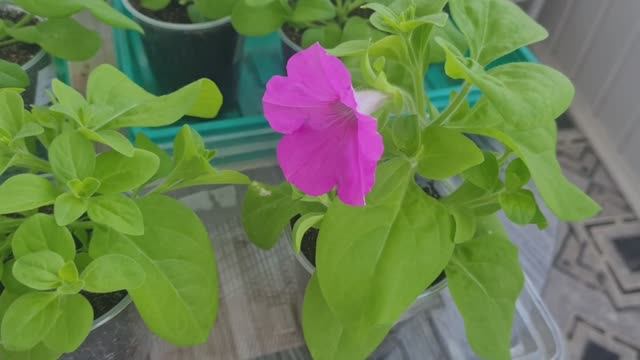 Пикировка томатов , перевалка Петунии 30.03.26г. На обед борщ.