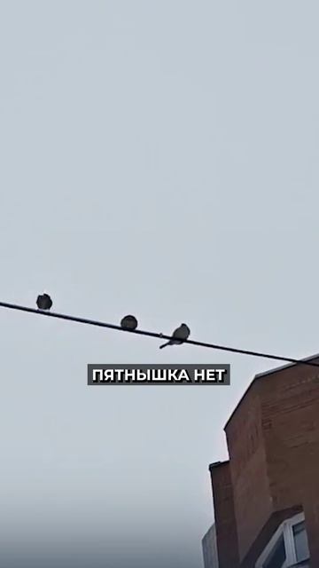 📍Ямальцы приняли участие во Всероссийской переписи воробьёв #новости #янао