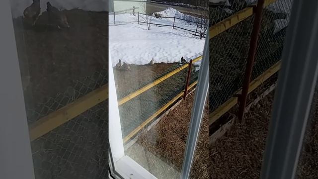 Десерт из пряников с сгущенкой