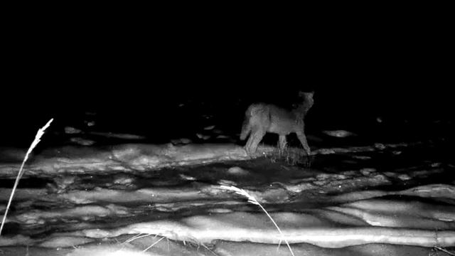 Волк попался на фотоловушку в Брянском лесу