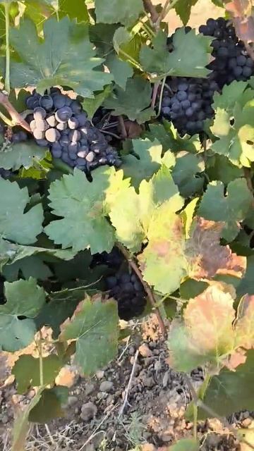 Предзаказ виноград технических сортов. Урожай 2026. Каберне, Мерло, Шардоне