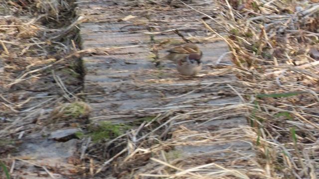 Кадры дня 26 марта 2026 / Ижора. Межстоличье.