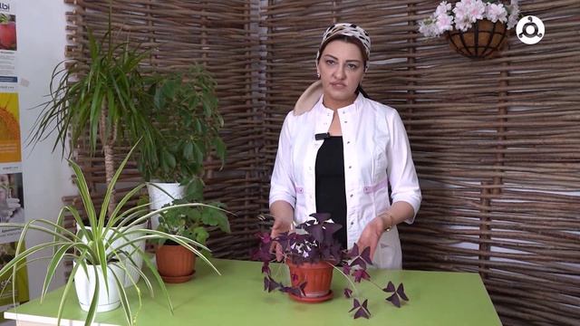 Кислица — цветок бабочка. Уход в домашних условиях.