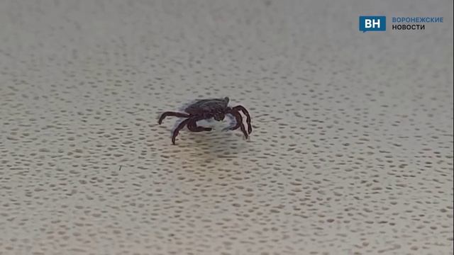 Клещ станцевал для воронежского велосипедиста