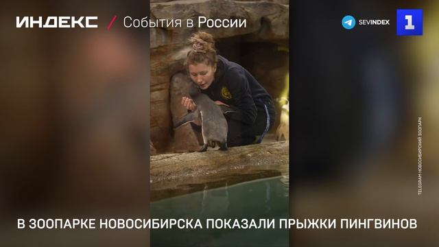 В Новосибирском зоопарке показали прыжки пингвинов