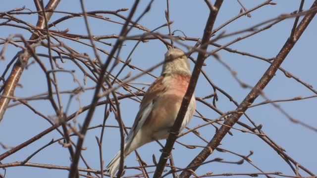 Птицы Новгородской области, Ушерско, Коноплянка поёт, 30 марта 2026