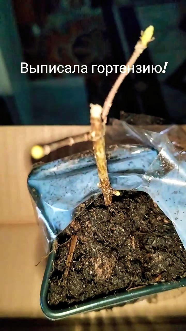 Обзор удачной покупки саженца на Озон! 30-03-2026