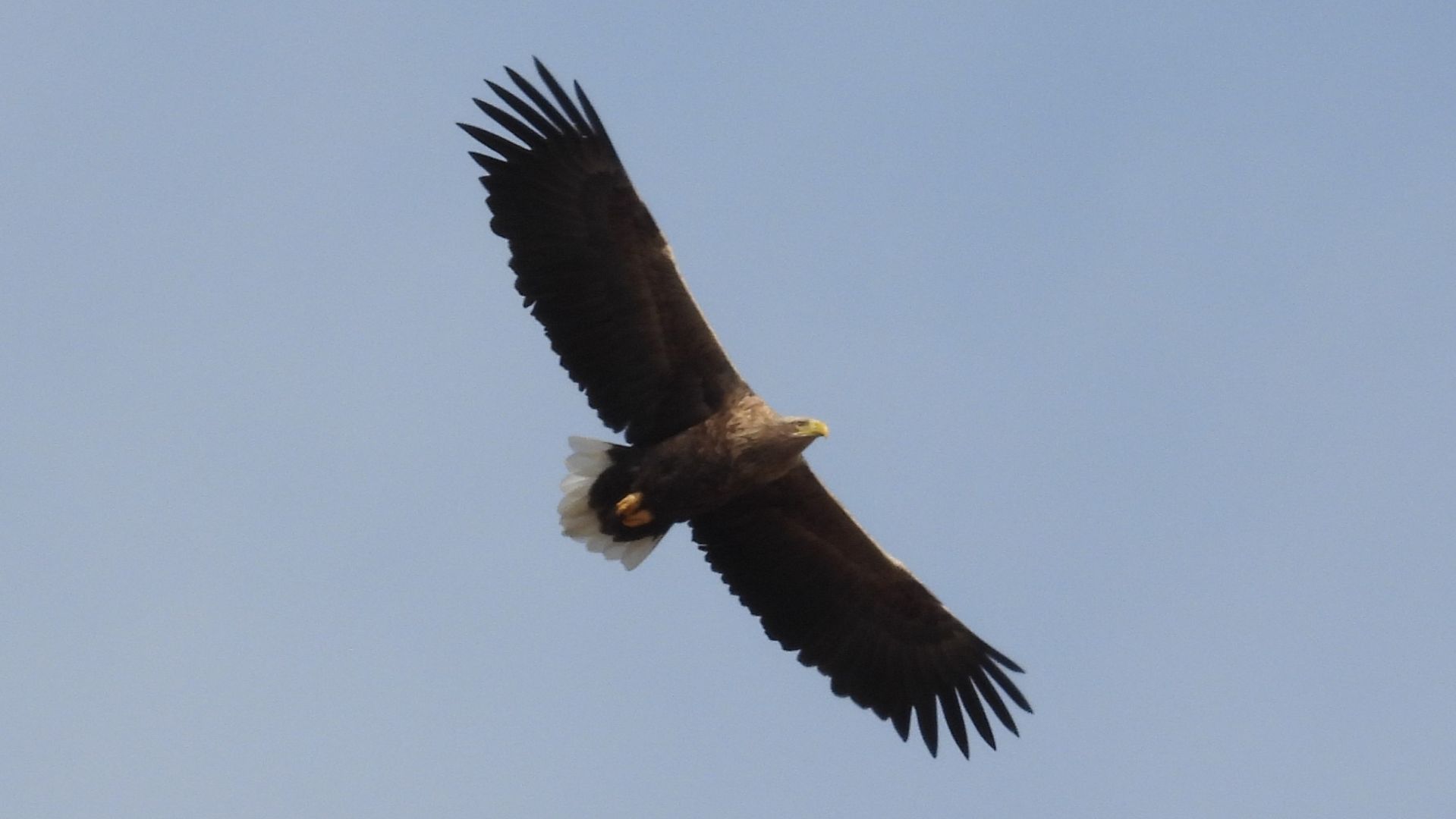 Птицы Новгородской области, Ушерско, Орлан Белохвост, Красная Книга, 30 марта 2026
