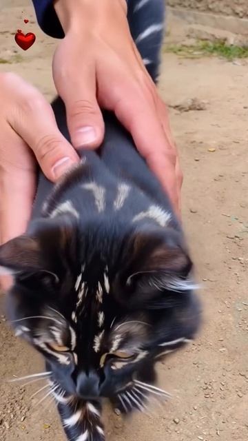 Ах какой красавчик.😻Веселые котики. Коты хулиганы! Невероятные трюки! #кот #хулиган #трюк #short