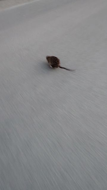 Rat running ©20260329