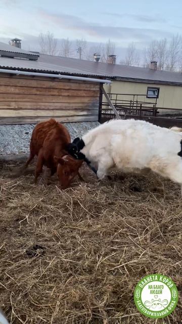 «Три жизни» 🐮 Весна пришла, и наш Паллави и Ямини почувствовали это каждой ворсинкой!