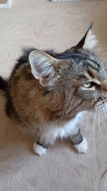 Уговор с котом