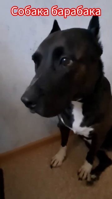 Мордаха любимая#Ладусик#Обожаю💋♥️💋🫶