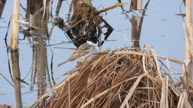 Птицы Новгородской области, Ушерско, Камышовая Овсянка, 30 марта 2026