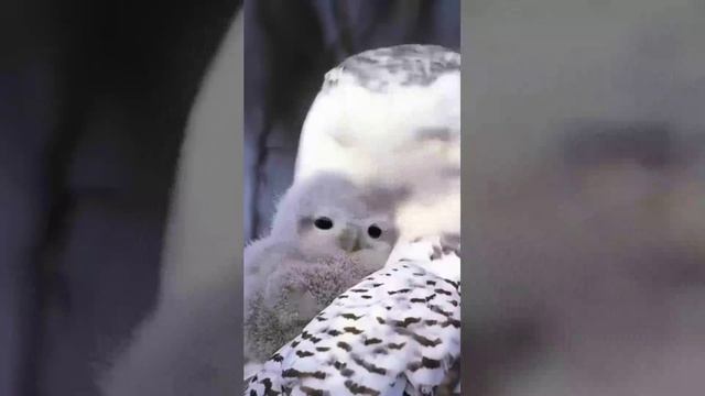 Любовь мамы