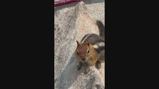 Восхождение на Сан Горгонио