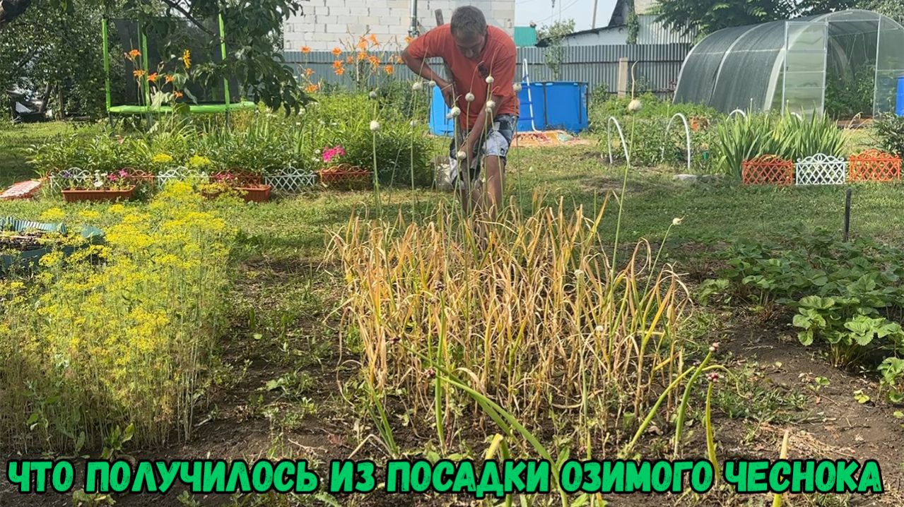 Что получилось из посадки озимого чеснока