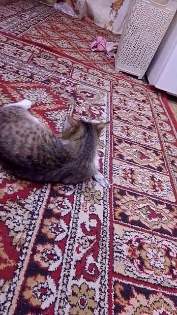 Тишка ловит мышку часть 2