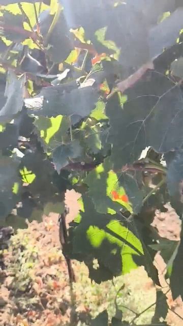 Предзаказ виноград технических сортов. Урожай август 2026. Каберне, Мерло, Шардоне