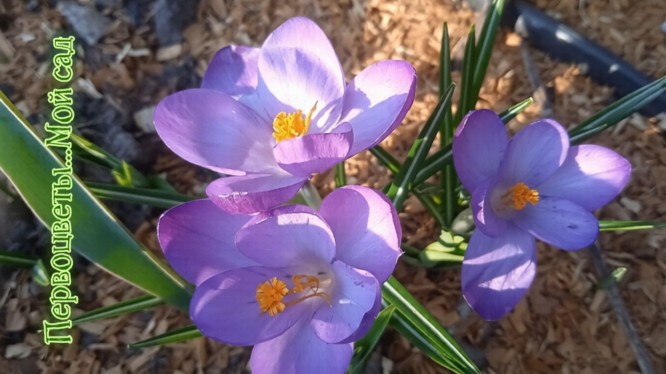 Первые улыбки весны  *  Путешествие к первоцветам