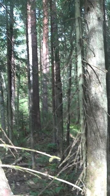 Нашли в одной яме #shorts #нашли #воднойяме #наболоте #другаяжизнь