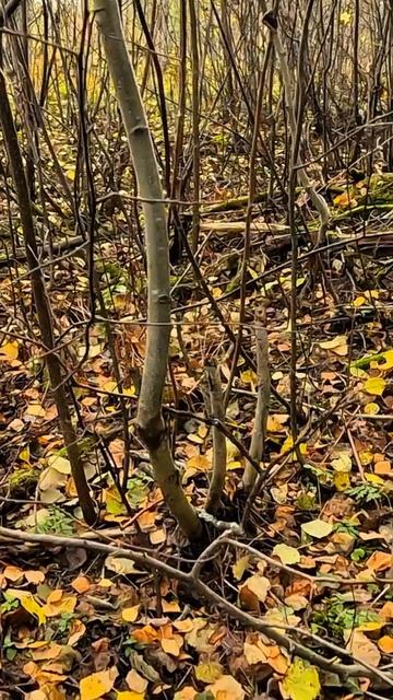 Мелочь а интересно!