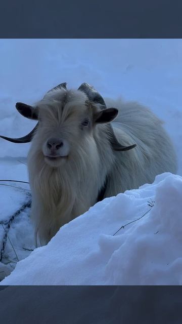 ГОВОРЯЩИЙ КОЗЛИК СОМА