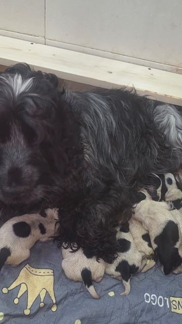 Щенки Английского кокер-спаниеля. Рождение 27.03.2026 н