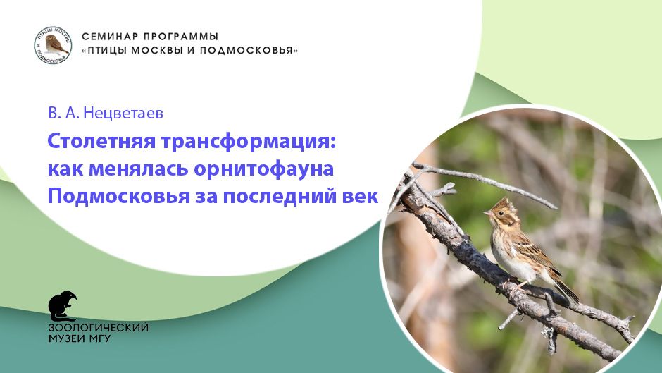 В.А. Нецветаев. Столетняя трансформация: как менялась орнитофауна Подмосковья за последний век
