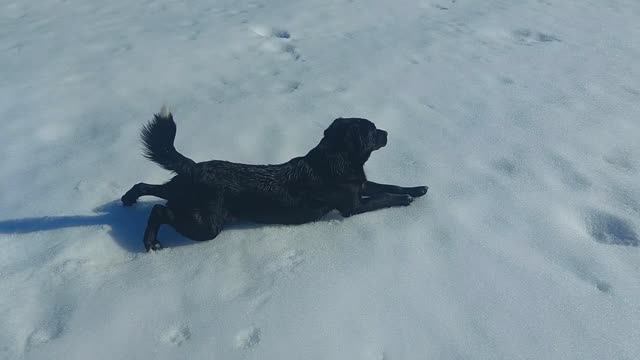 Барбосик чистит шубу-2! Пёсик радуется последнему снегу)