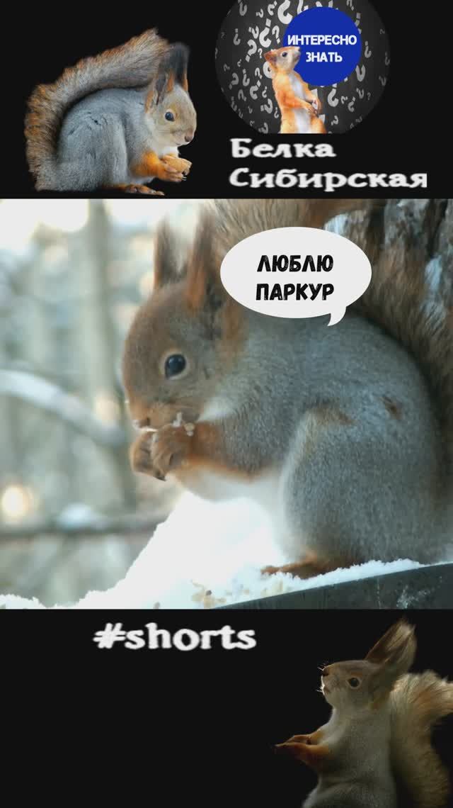 Белка и автобус - что общего?