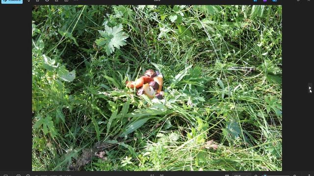 Тадина Надежда Алексеевна (к.и.н., доцент) – «Древнетюркские черты в свадебной обрядности алтайцев»