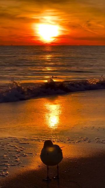 Чайка на  закате у моря