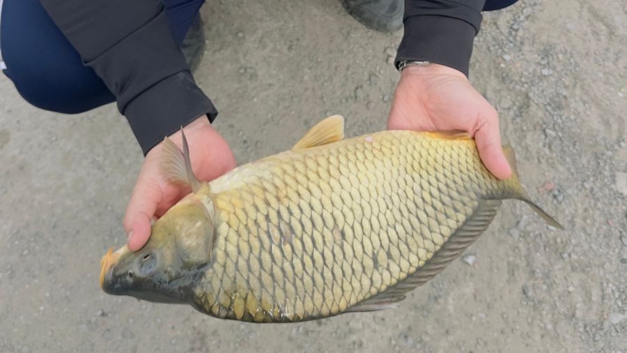 Март 2026г. ст. Кривянская, Тёплый канал Новочеркасской ГРЭС