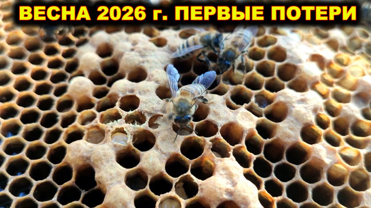 Весна, март 2026г. Первые потери на пасеке.
