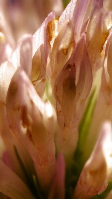 Короткие мысли вслух – Чтобы получше разглядеть