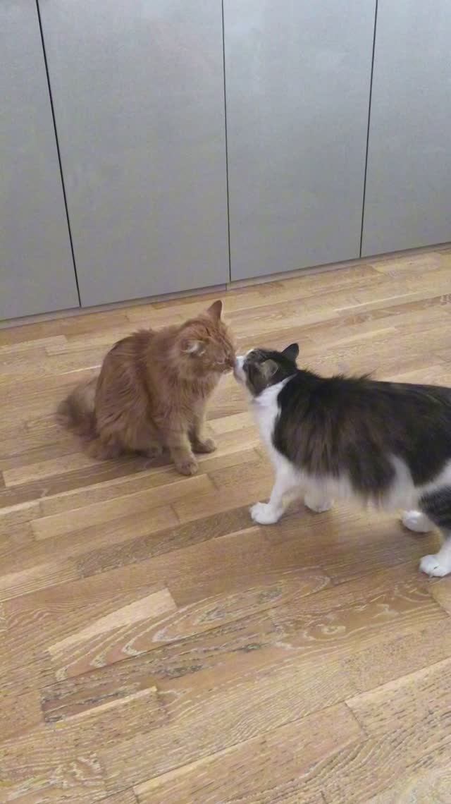 Как встречаются наши коты❓😻