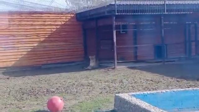 28.03.26г Киара гуляет ,а Шерхан еду ждет