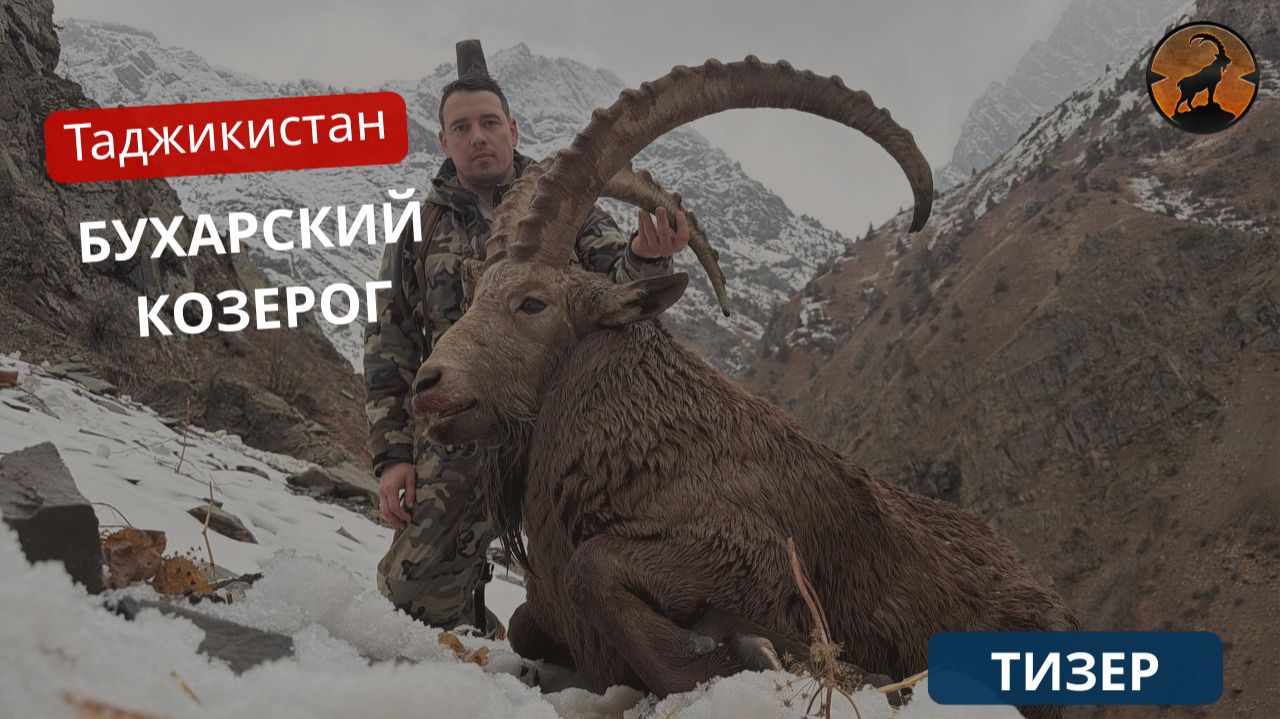 БУХАРСКИЙ КОЗЕРОГ| ТАКЖИКИСТАН|ТИЗЕР|РЕАЛЬНАЯ ОХОТА