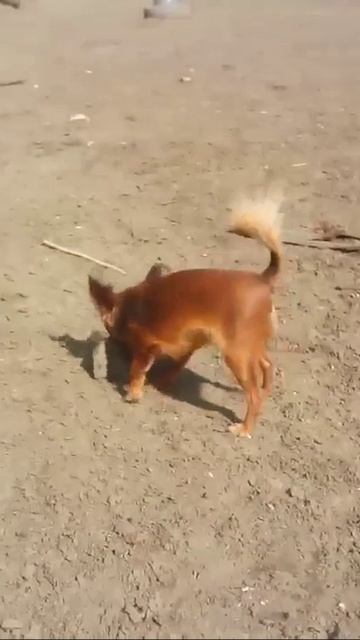 Лучший дворник