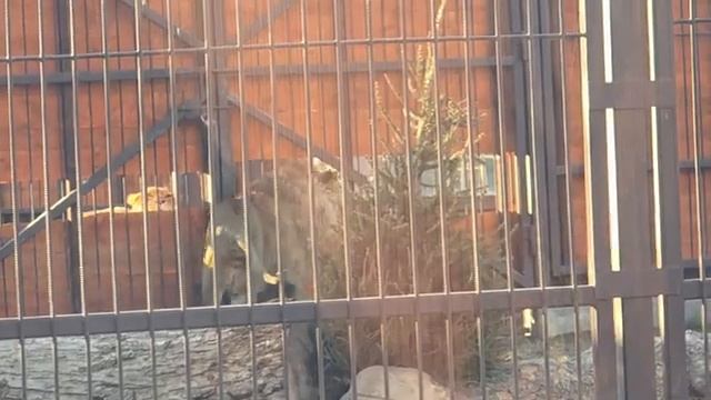 28.03.26 ШЕРхан и Киара