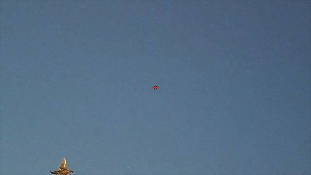 Небольшая нарезка выстрелов по выпускному фазану патроном IGLA