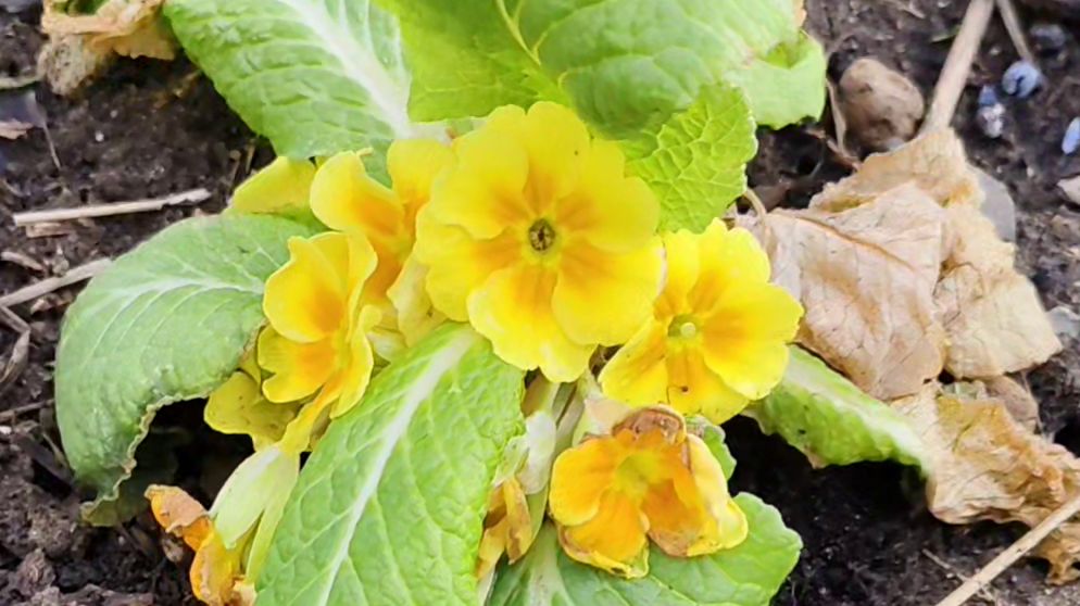 Весна в моем саду. Обзор цветущих первоцветов #весна #цветы #крокусы #галантусы #подснежники #сад